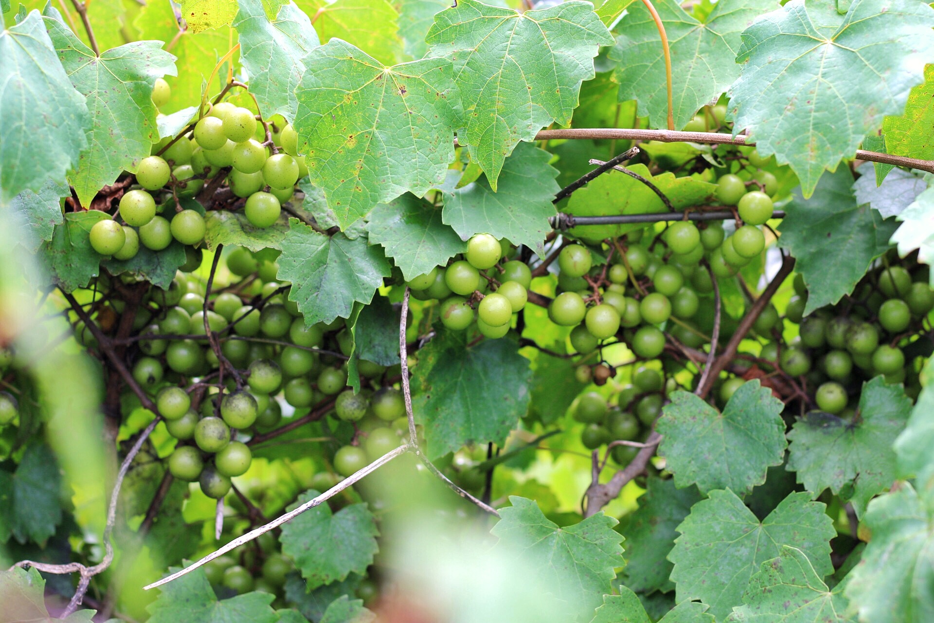 MUSCADINES.COM
